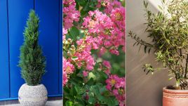 Articles by Holly Crossley, Senior Content Editor | Homes & Gardens