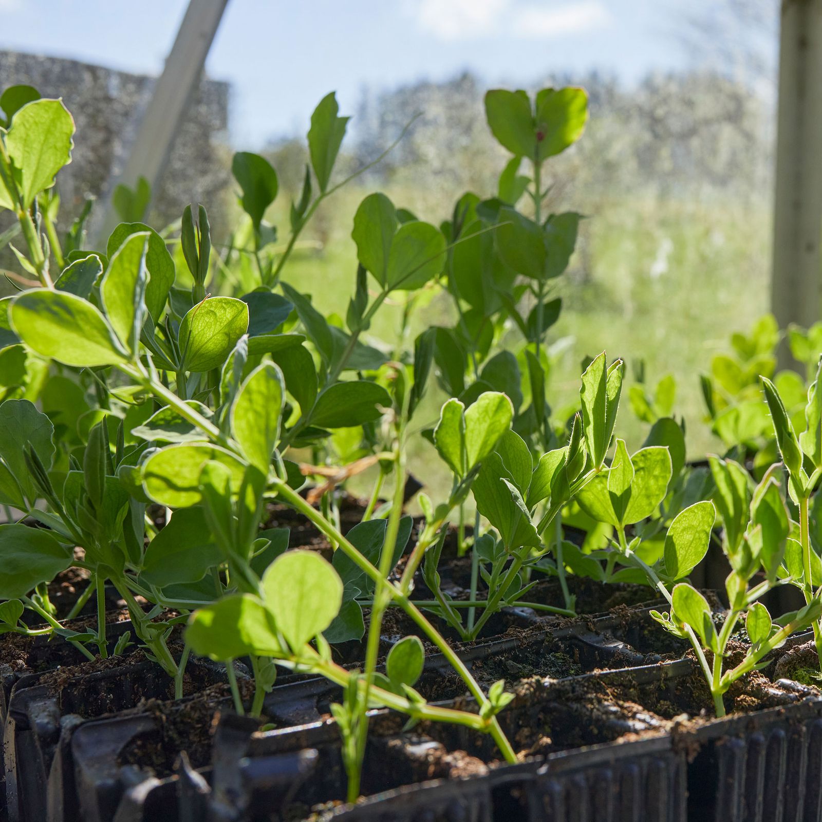 How to grow sweet peas in pots to add colour to your patio | Ideal Home