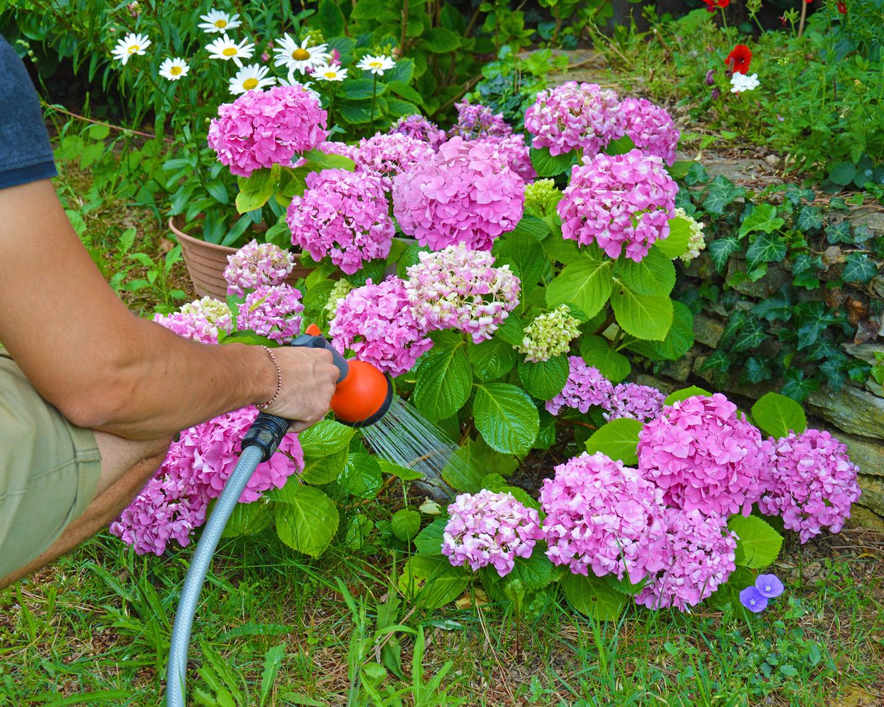 Guide To Fertilizing Hydrangeas For Huge Blooms Every Year | Gardening ...