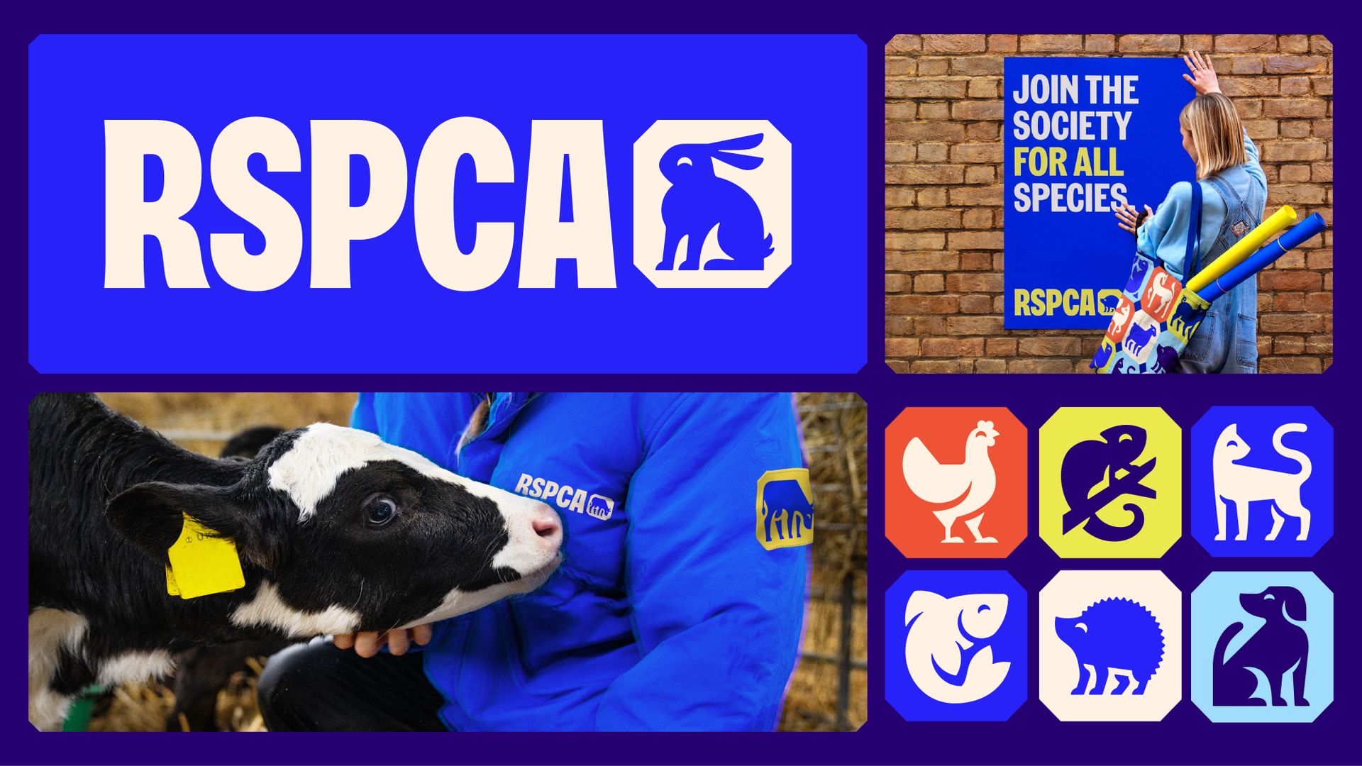 "This rebrand was a real high-wire act": How we Made the RSPCA's new ...