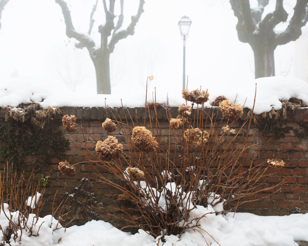 How to Care for Hydrangeas in Winter So They Shine Next Year ...