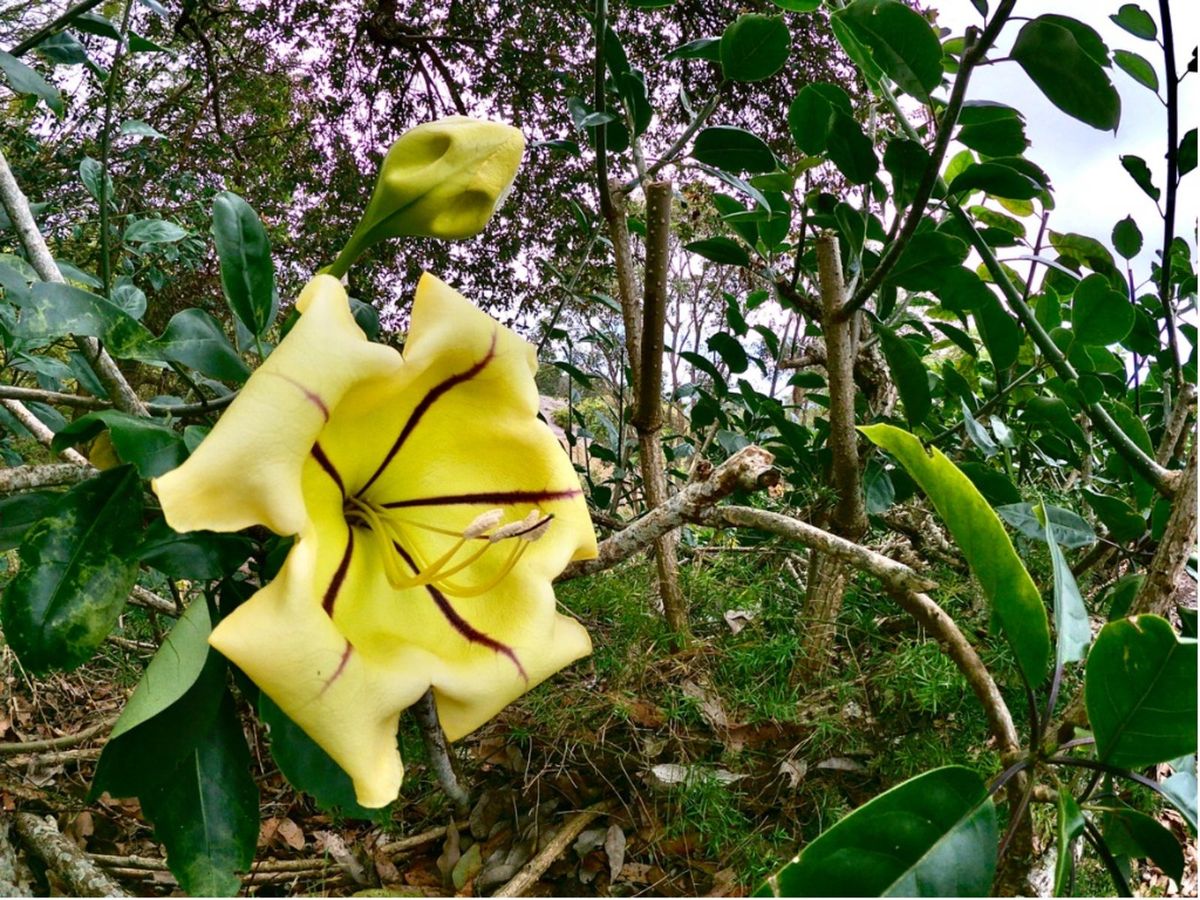 Chalice Vine Care - Information On Golden Chalice Vine Growing ...