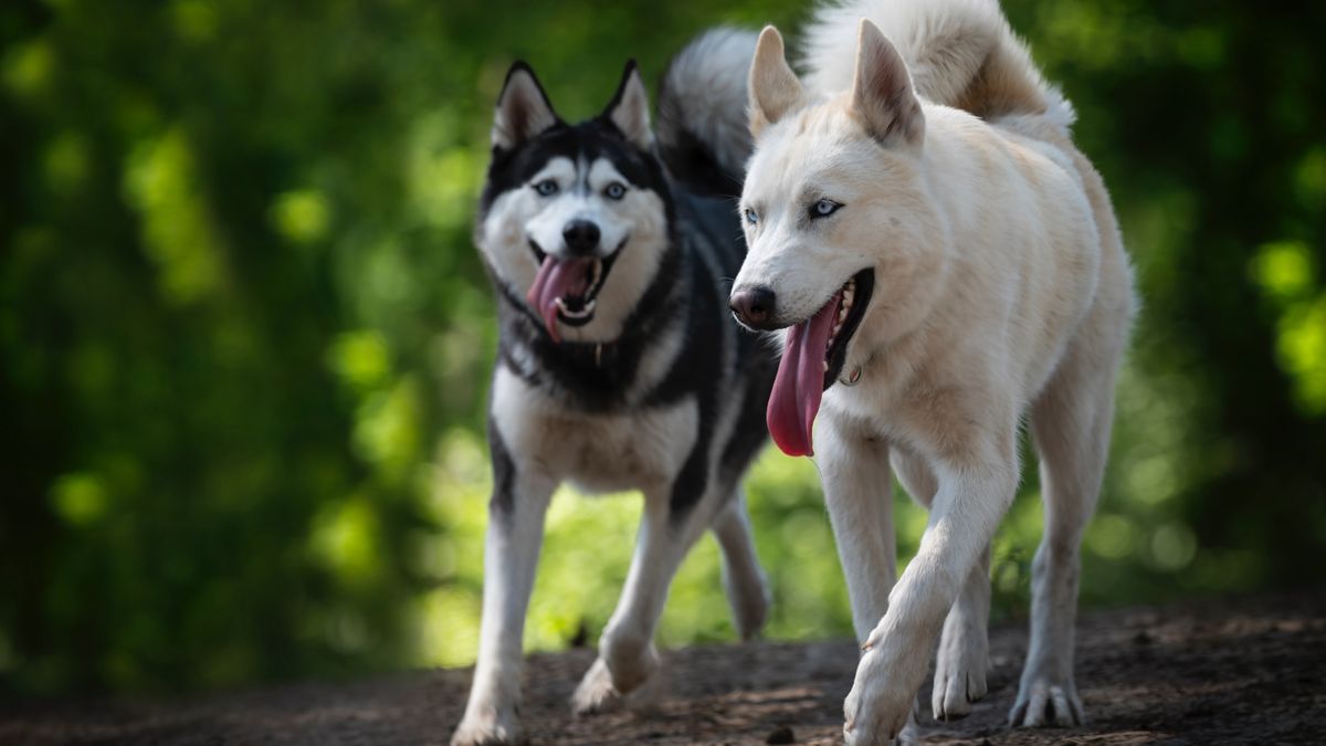 32 popular spitz dog breeds from around the world | PetsRadar