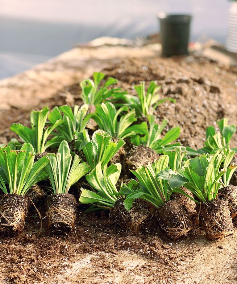 Plugs For Plants: 3 Reasons To Use Plugs For Growing | Gardening Know How