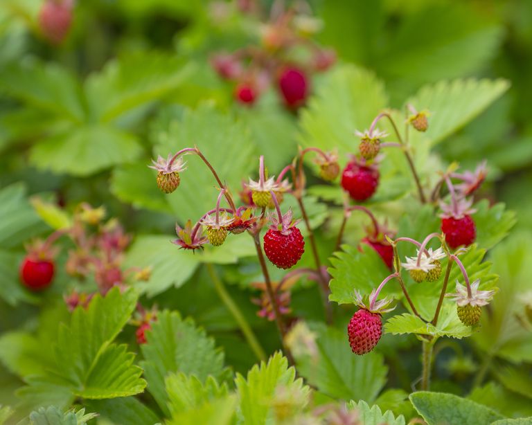 8 Great Native Ground Cover Options For Easy Elegance | Gardening Know How