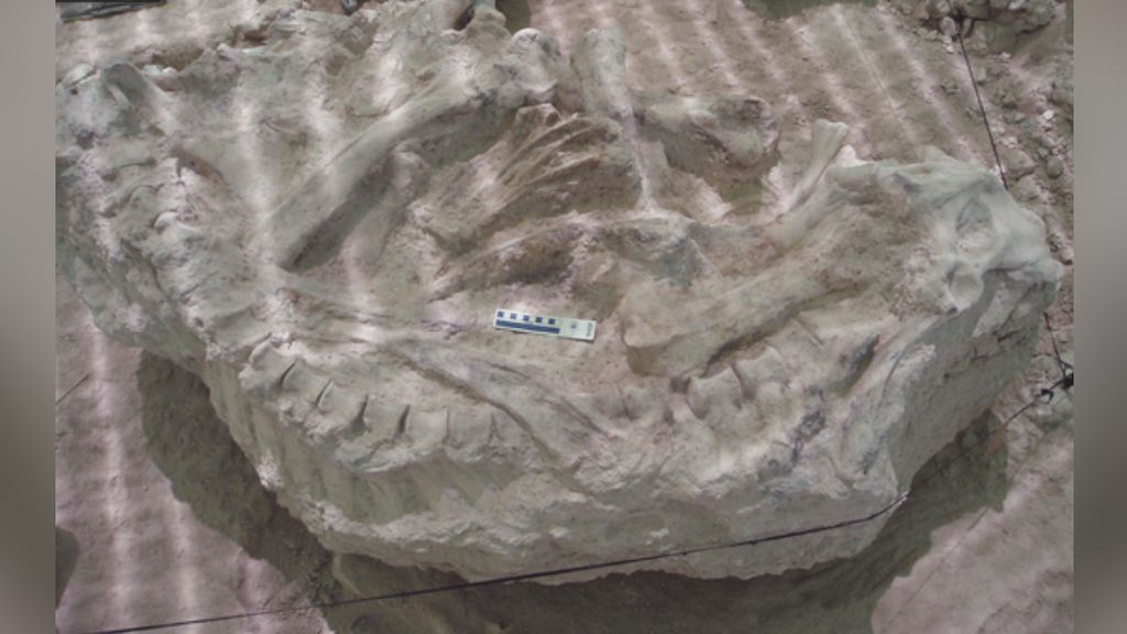 Graveyard of rhinos, horses and giraffes found in ancient, dried-up ...