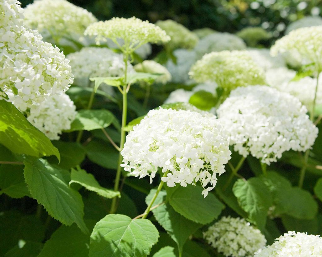 Is hydrangea poisonous to dogs? | Real Homes