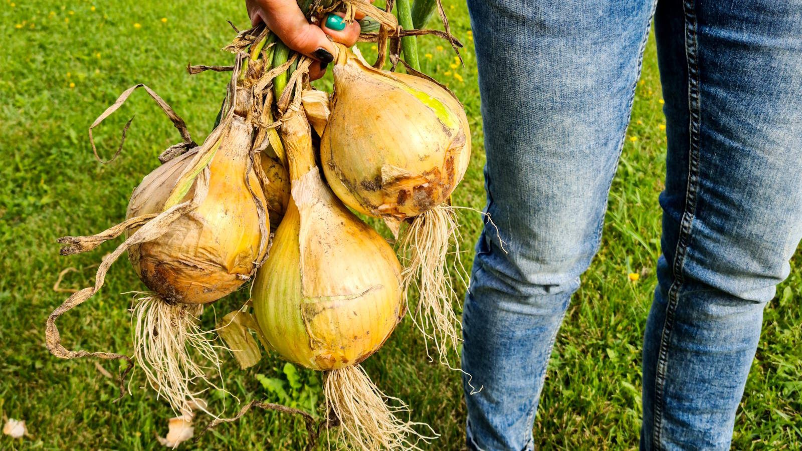 How to grow bigger onions - expert tips for large bulbs