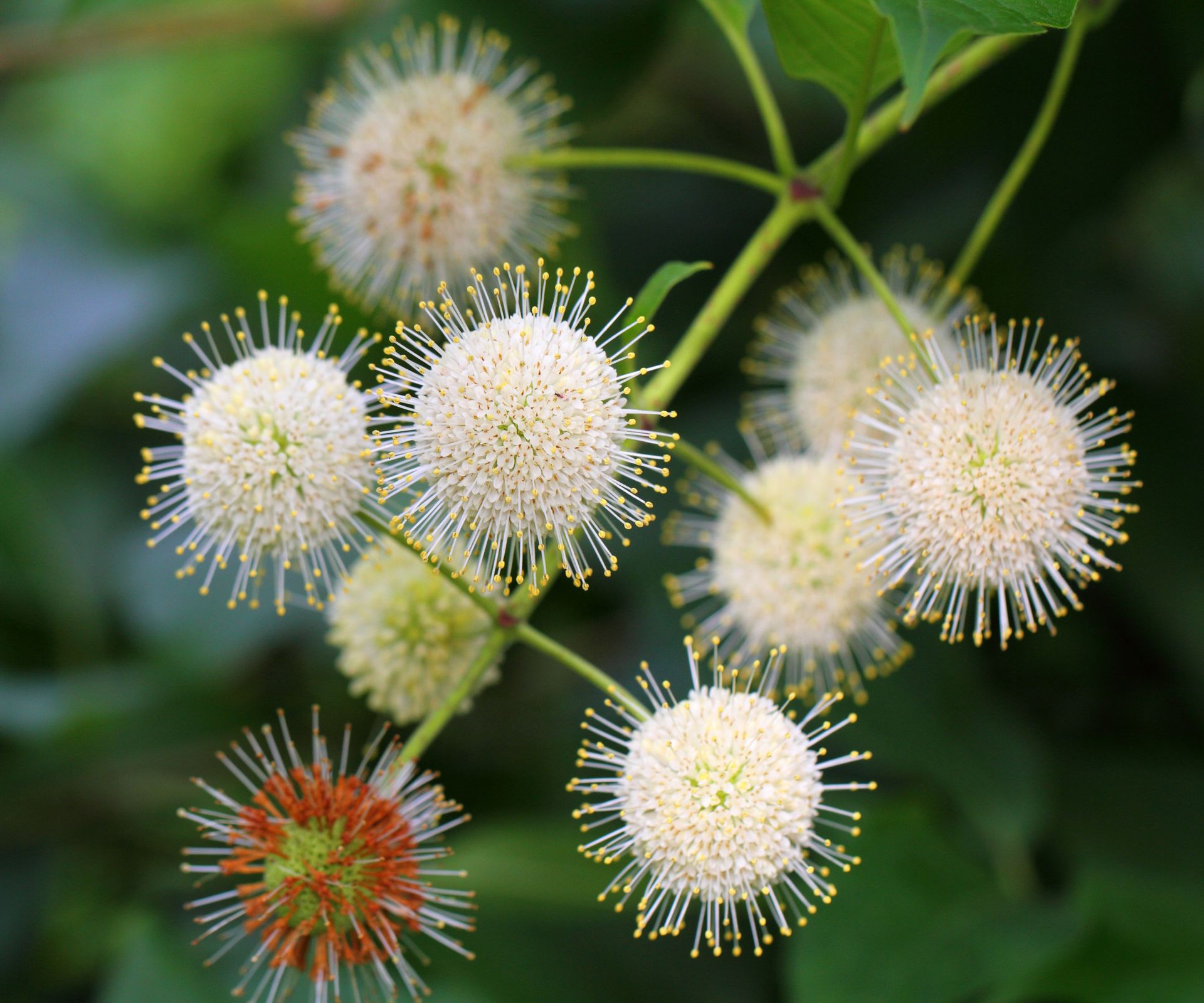 Best flood-resilient plants: experts top suggestions | Homes and Gardens