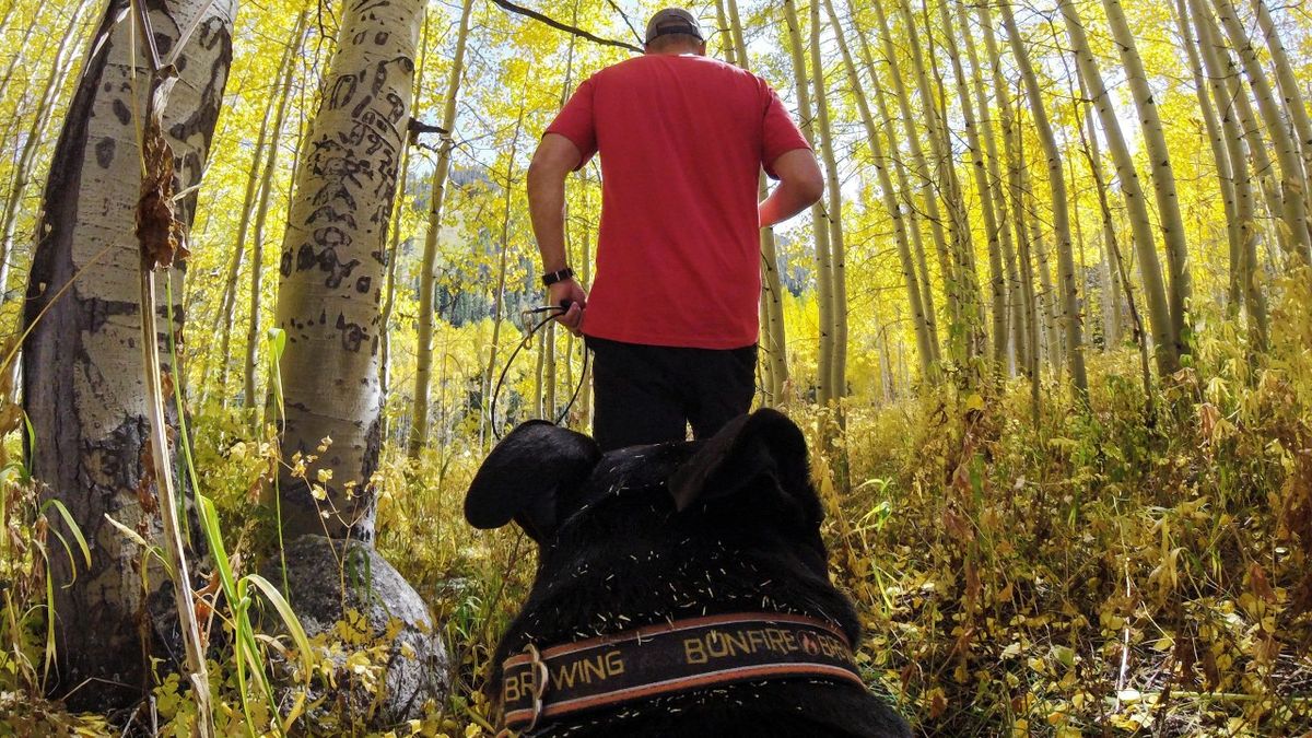 How to mount a GoPro on a dog | PetsRadar