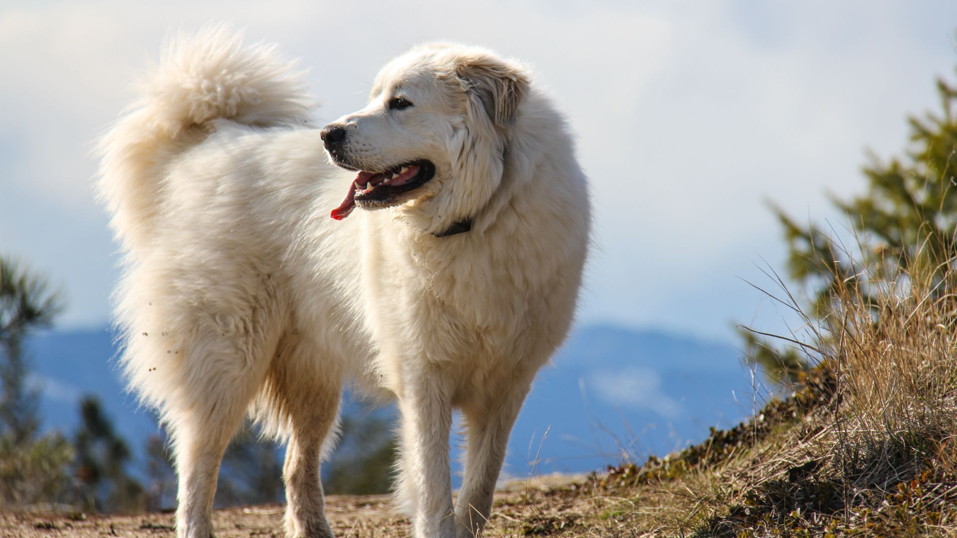 Great Pyrenees are wonderful guard dogs but does that mean they’re ...