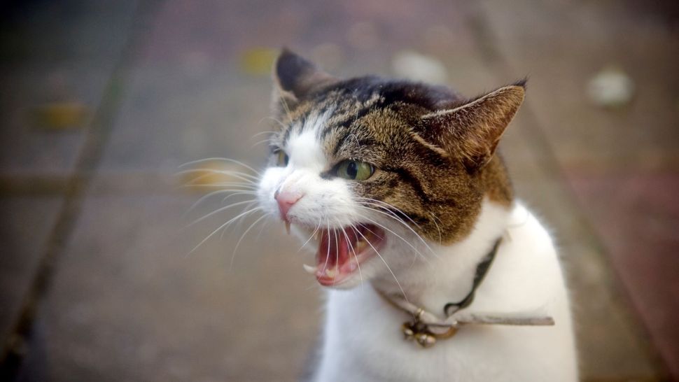 How to calm an aggressive cat | PetsRadar