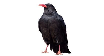Crows: Everything you need to know about the whole corvid family, from ...