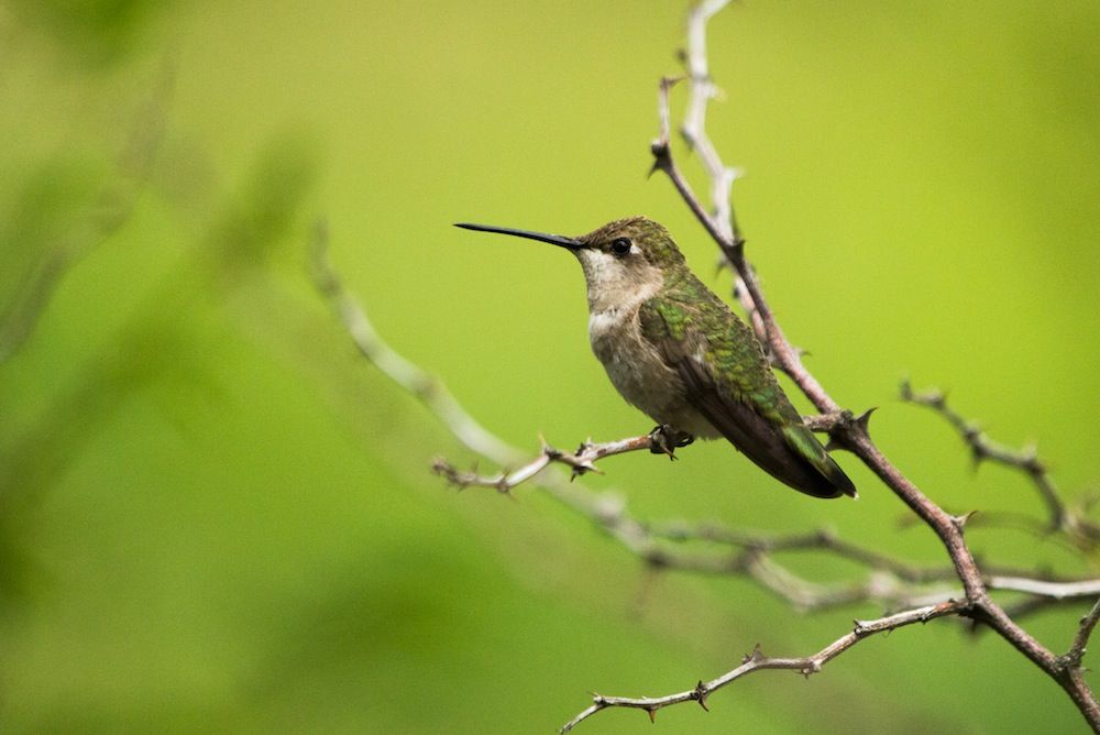 Hummingbirds Use Hawks for Home Security | Live Science