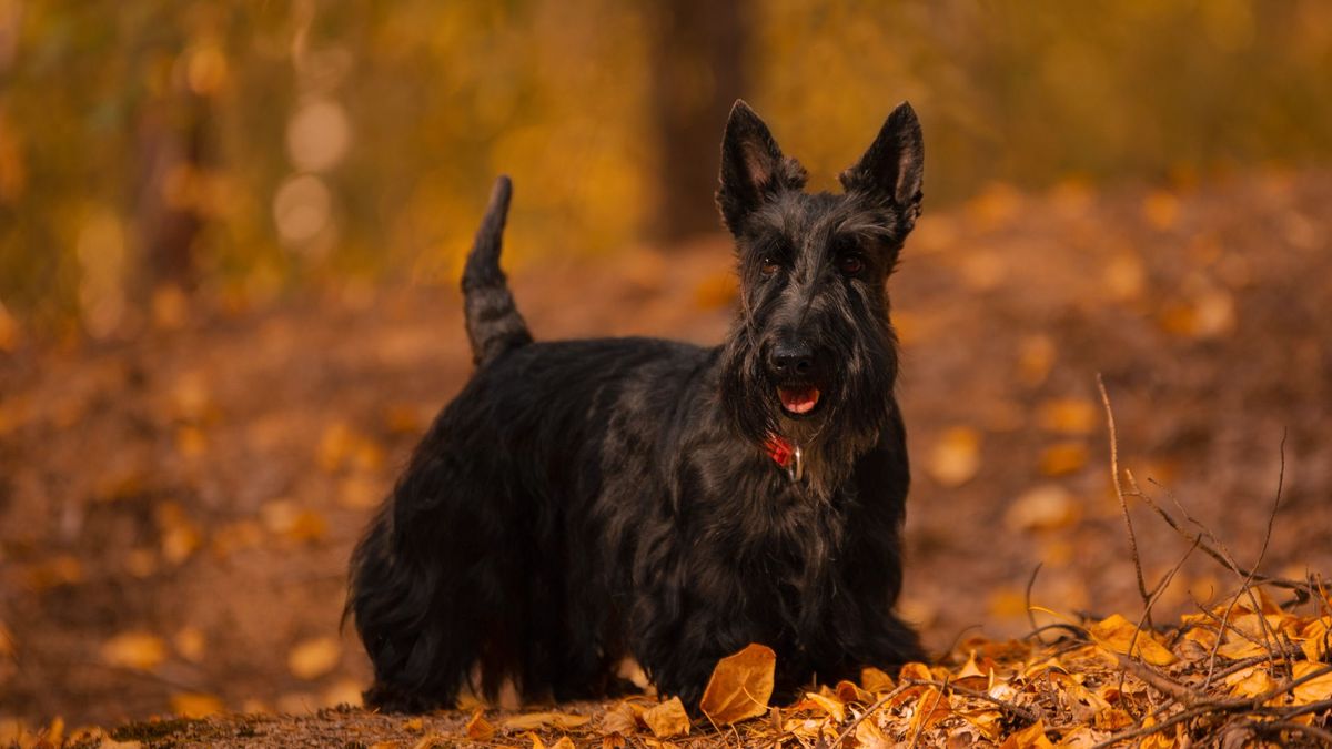20 tireless terrier breeds | PetsRadar