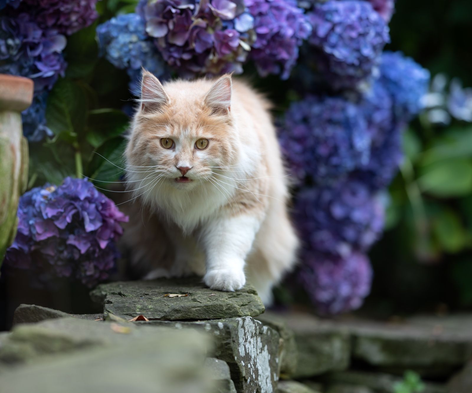 Are hydrangeas toxic to cats? Experts reveal all | Homes and Gardens