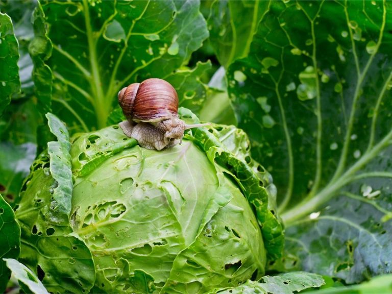 Can You Eat Damaged Garden Vegetables? | Gardening Know How