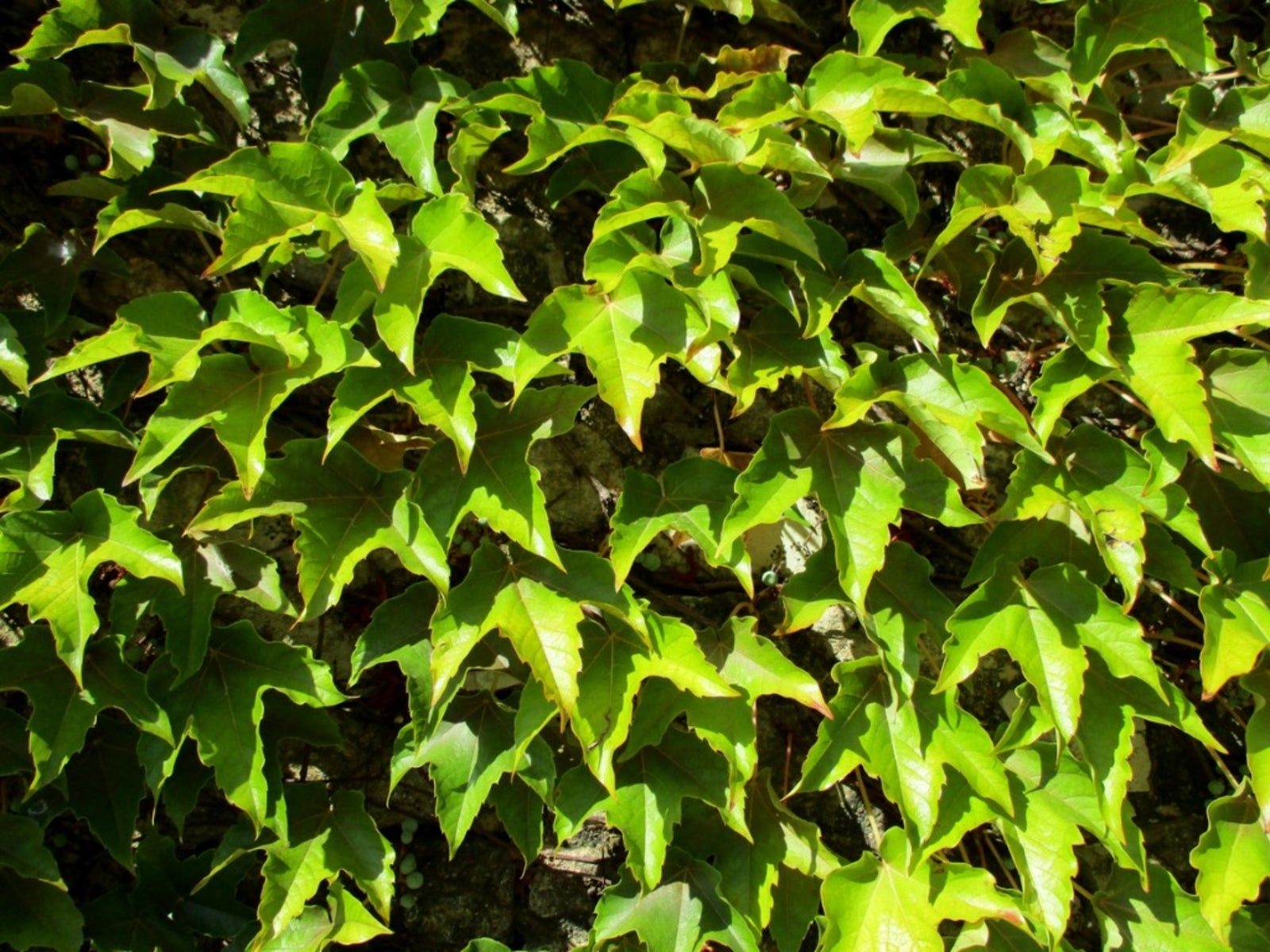 Boston Ivy Plants - How To Care For A Boston Ivy Plant | Gardening Know How