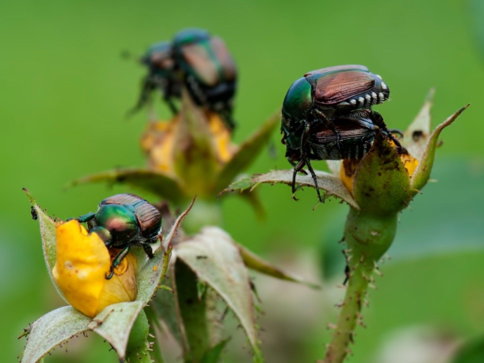 Japanese Beetles On Roses: How To Control Japanese Beetles On Roses ...