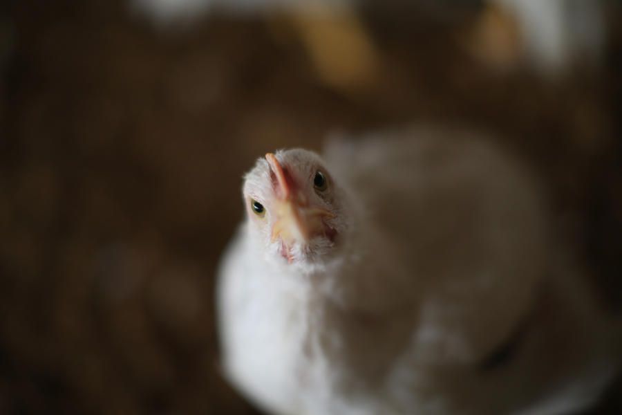 This is why chickens can live with their heads cut off | The Week