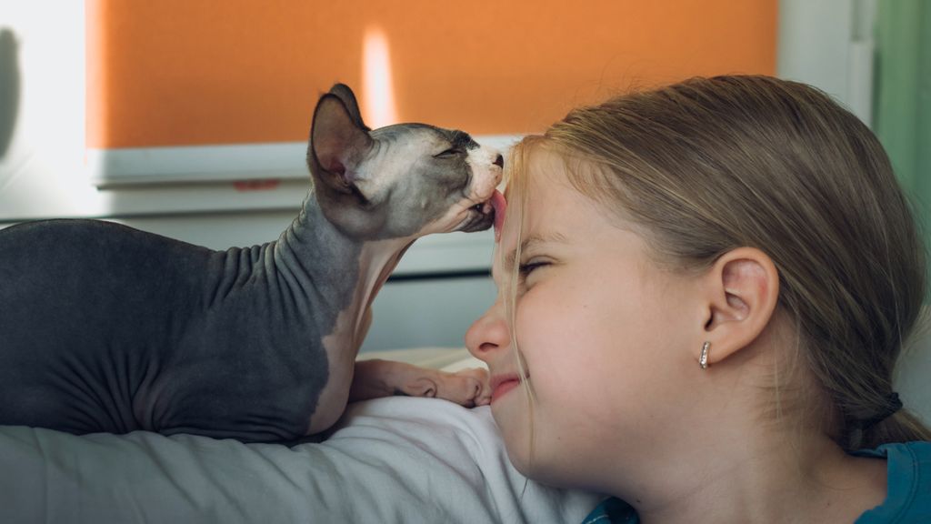 32 things you need to know about sphynx cats | PetsRadar