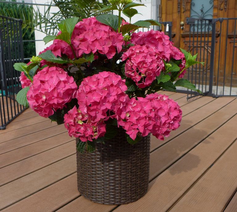 10 fuss-free shrubs for small gardens | Gardeningetc