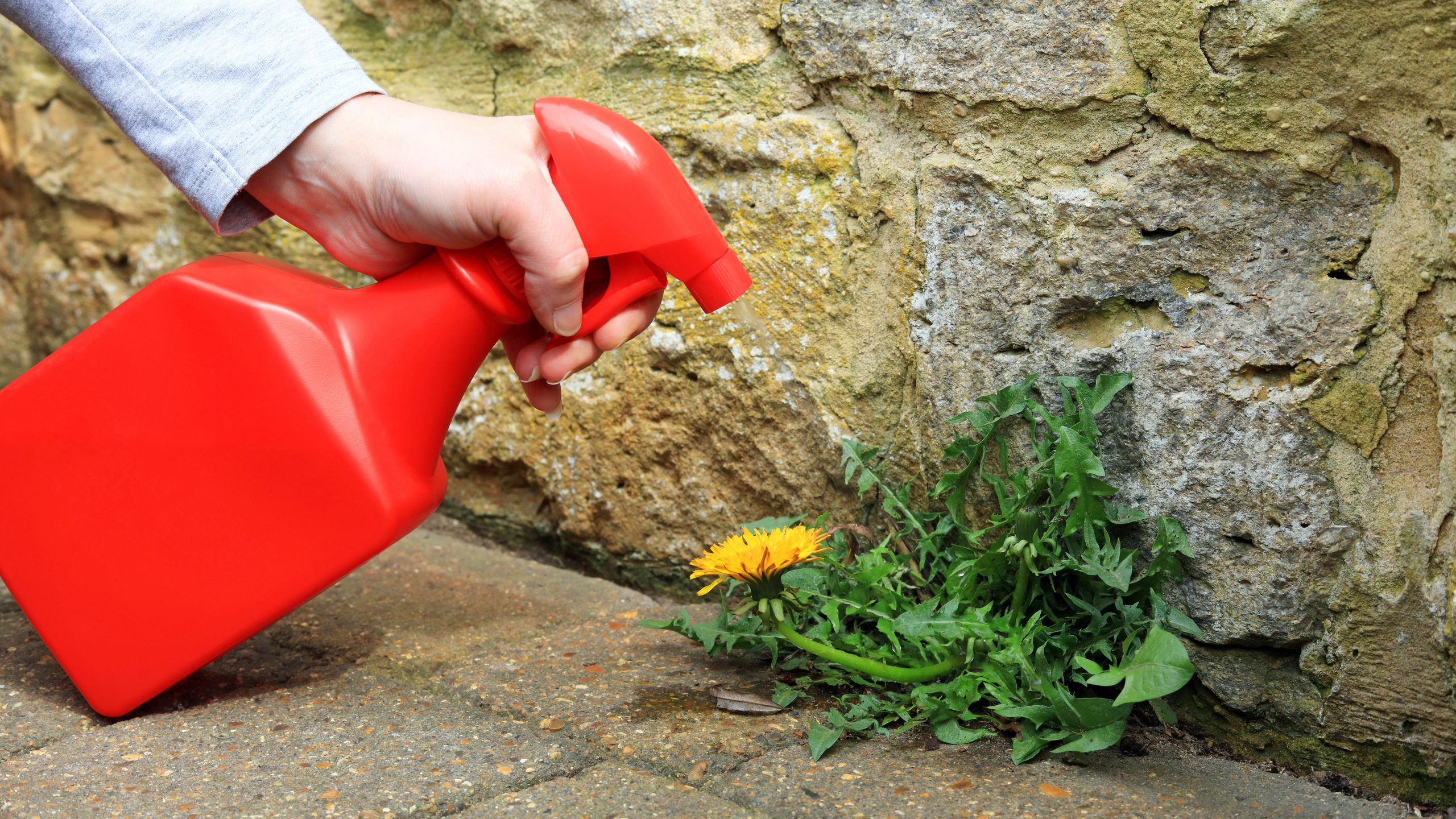 I asked professional gardeners how to get rid of weeds from my lawn ...