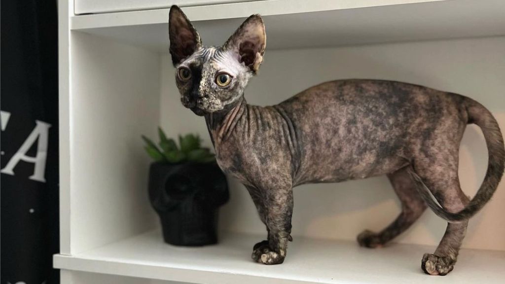 8 bald and beautiful hairless cat breeds | PetsRadar