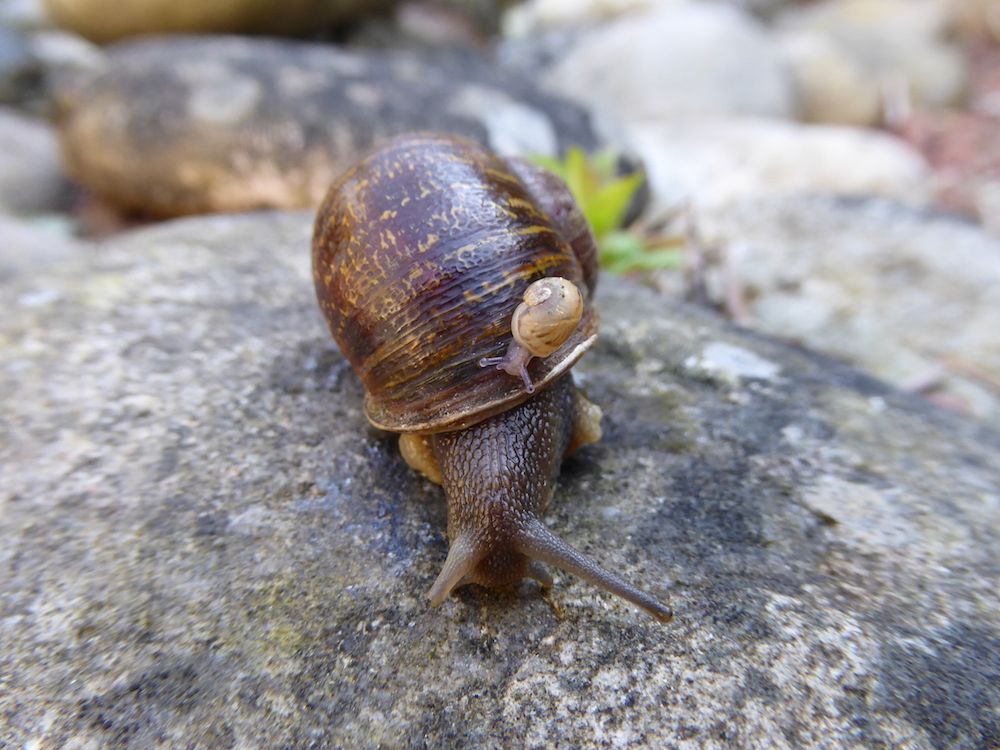 Strange Snail Love Triangle Leaves 'Lefty' Jeremy Without a Partner ...