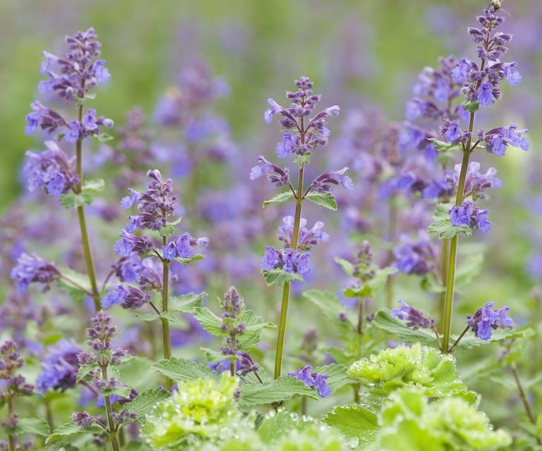 Best mouse repellent plants: 7 natural deterrents | Homes and Gardens