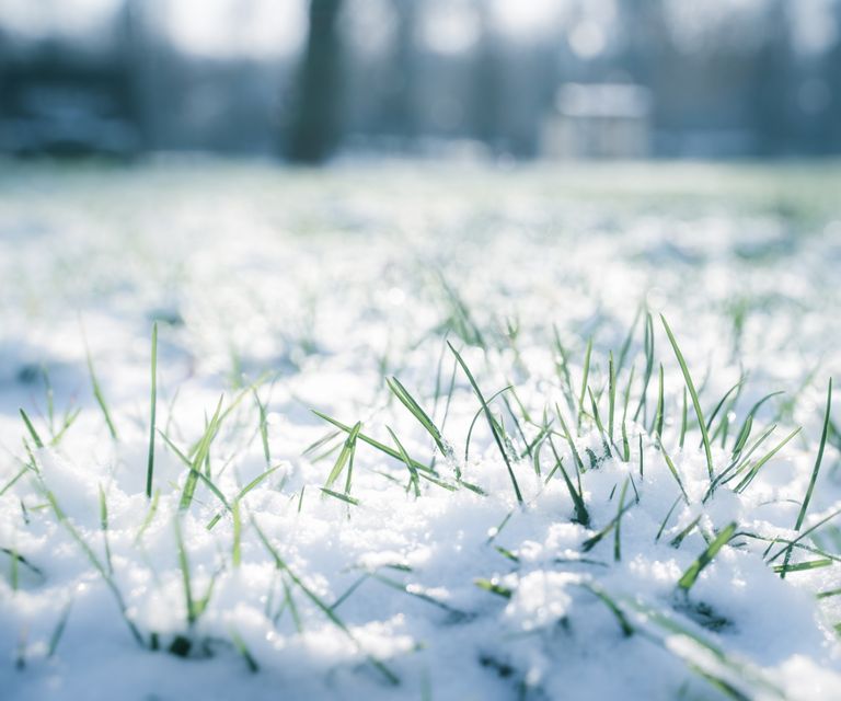 Winter lawn care: 8 steps to take to protect it | Homes and Gardens