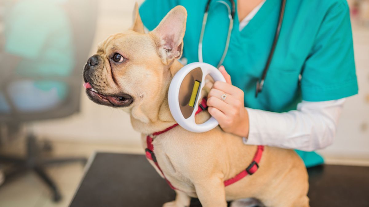 32 tips for traveling with pets | PetsRadar