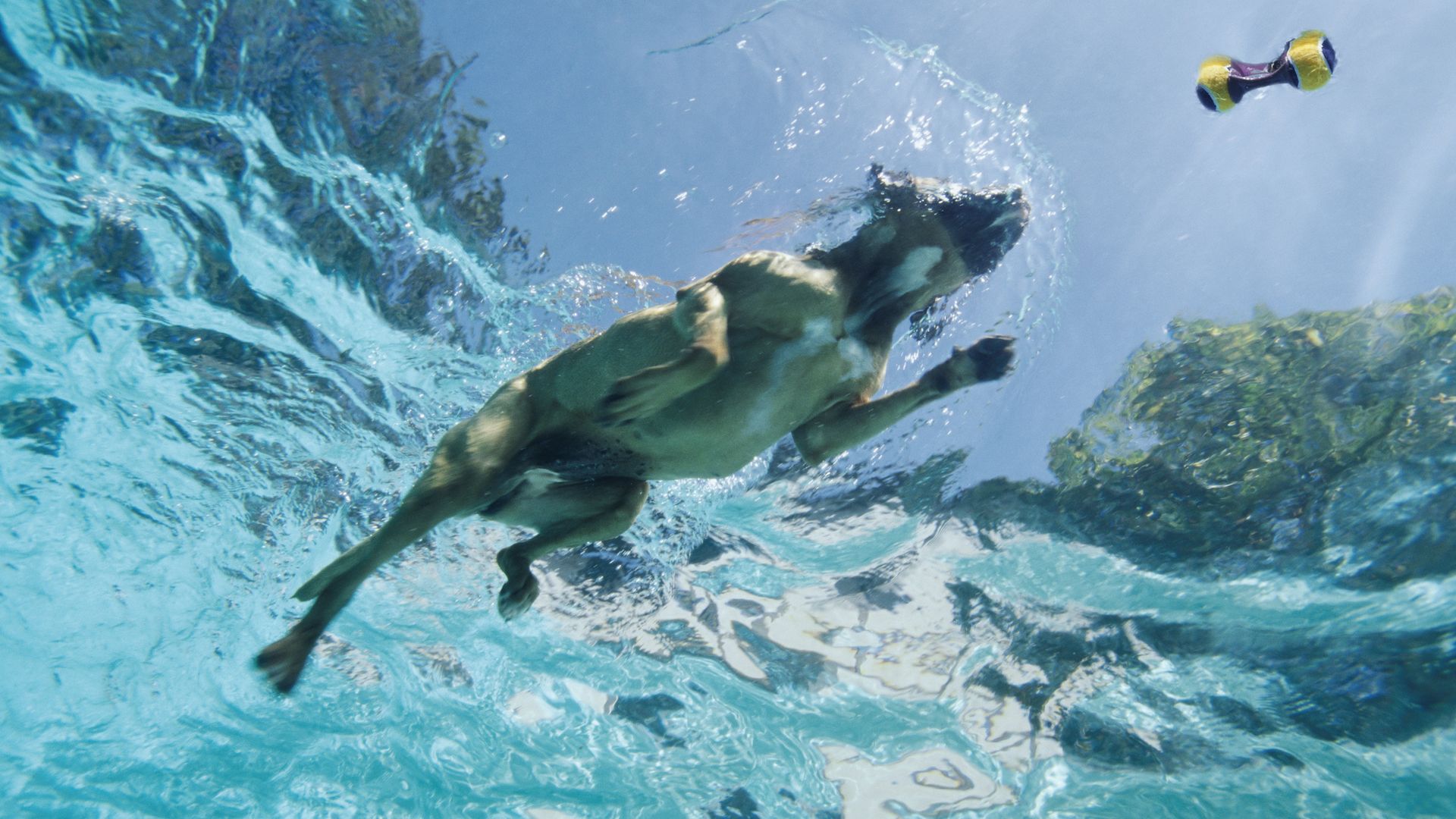 32 dog breeds that are made for swimming | PetsRadar