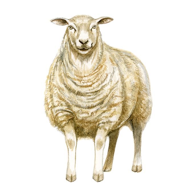 21 native British sheep breeds and how to recognise them | Country Life