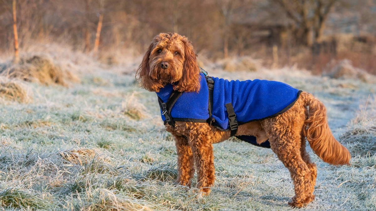 The 6 best dog coats for cold and wet winter weather | PetsRadar