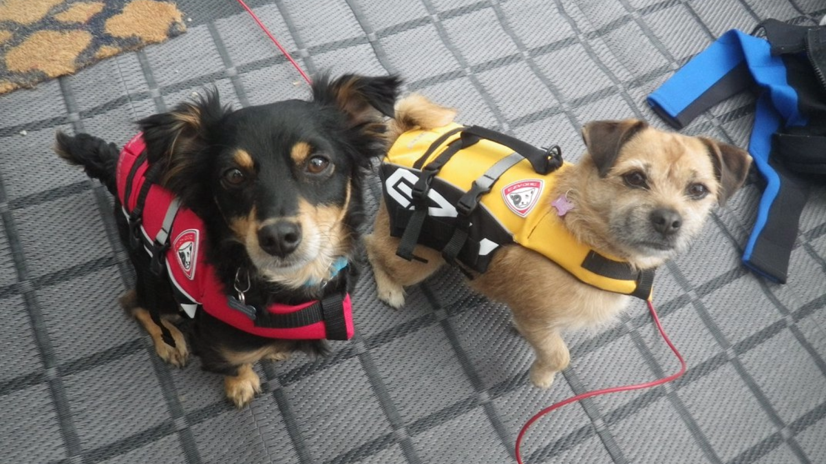 How to kayak with your dog: Trainer’s guide and checklist | PetsRadar