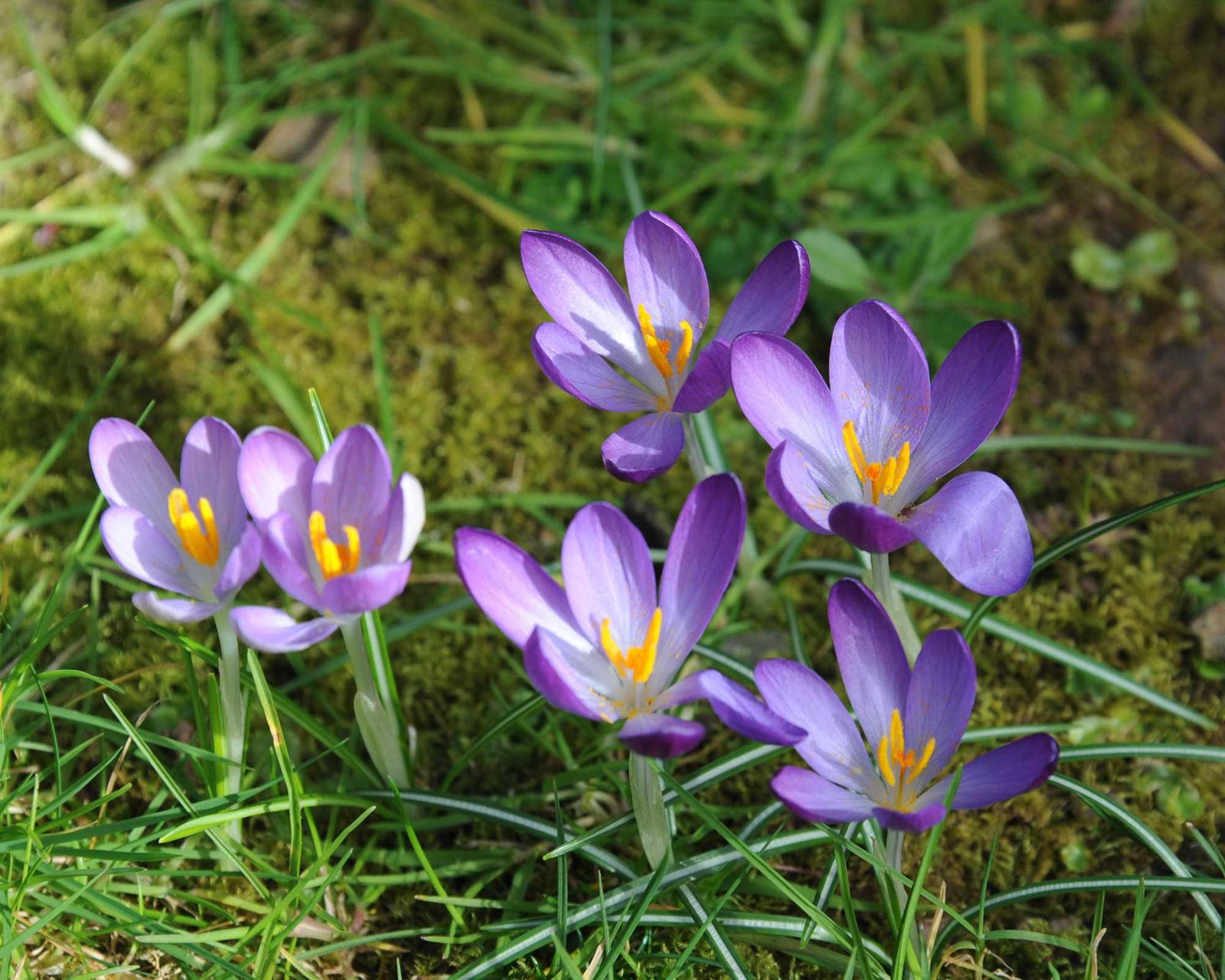 Types of crocus: 12 spring-flowering bulbs | Gardeningetc