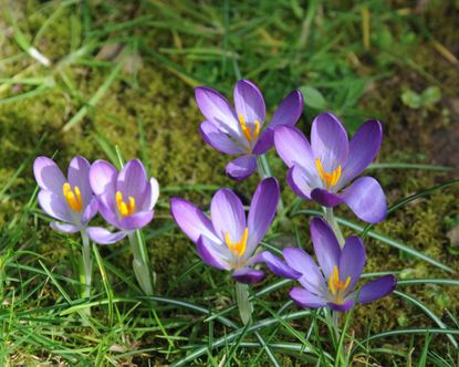 Types of crocus: 12 spring-flowering bulbs | Gardeningetc