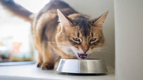 Food aggression in cats: A vet's guide to signs and treatment | PetsRadar