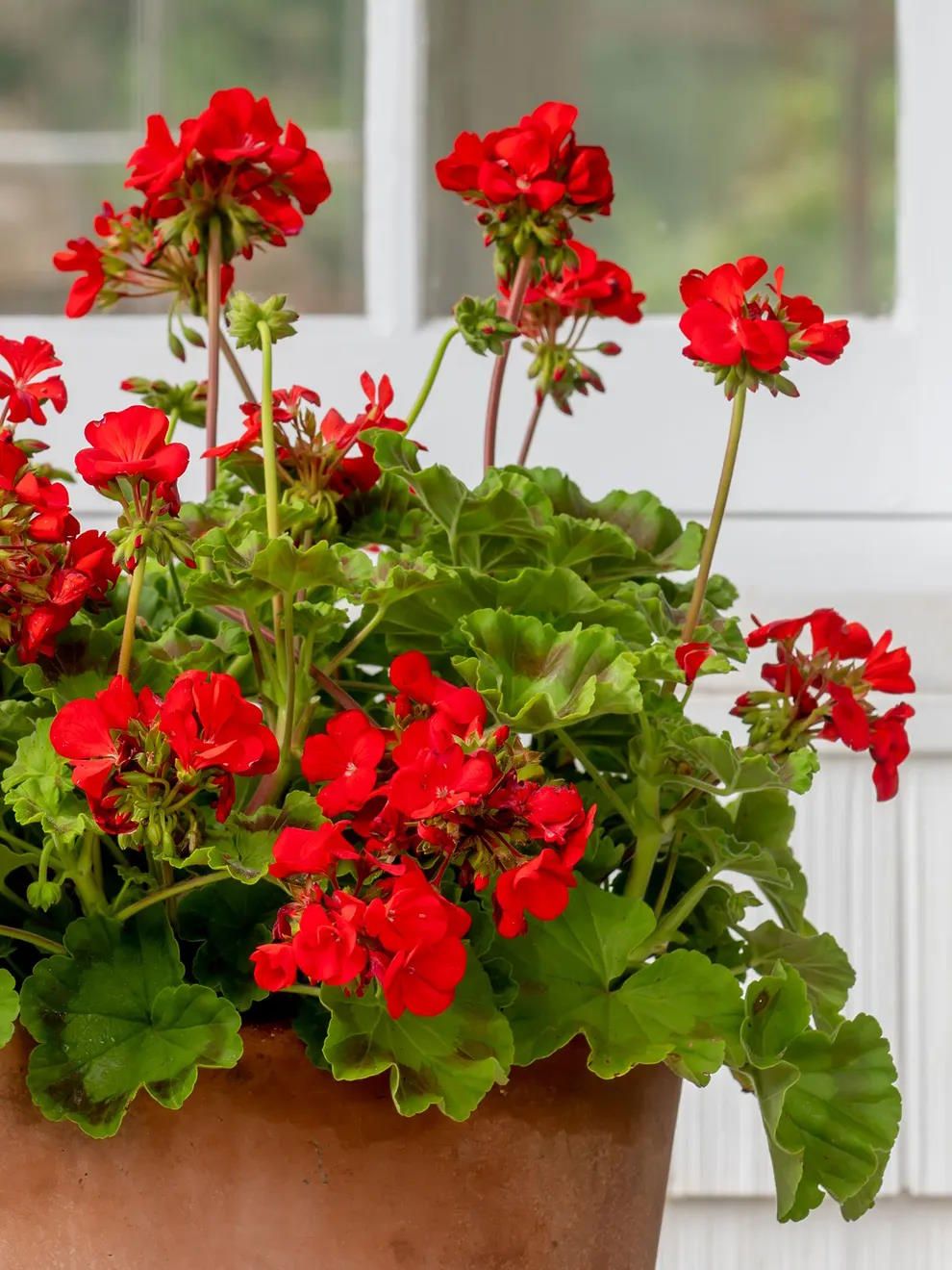 Discover tips for how to prune geraniums for winter