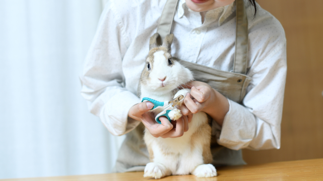 Vet explains how to cut rabbit nails (without hurting your bunny ...