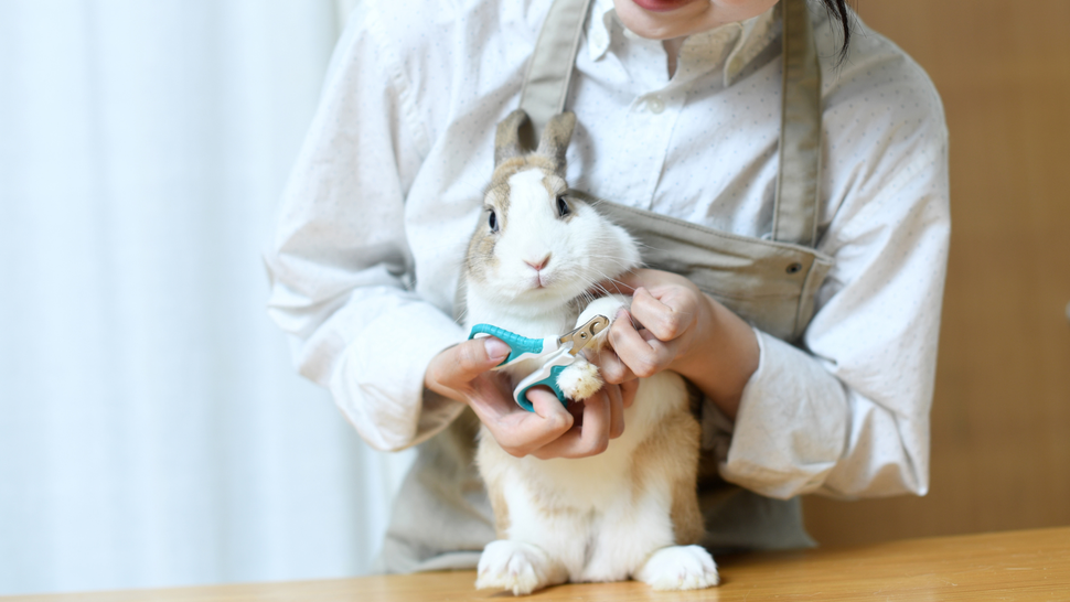 Vet explains how to cut rabbit nails (without hurting your bunny ...
