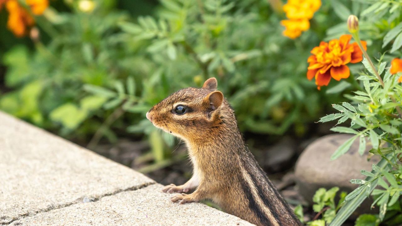 How to get rid of chipmunks in your yard: 12 humane methods | Homes and ...