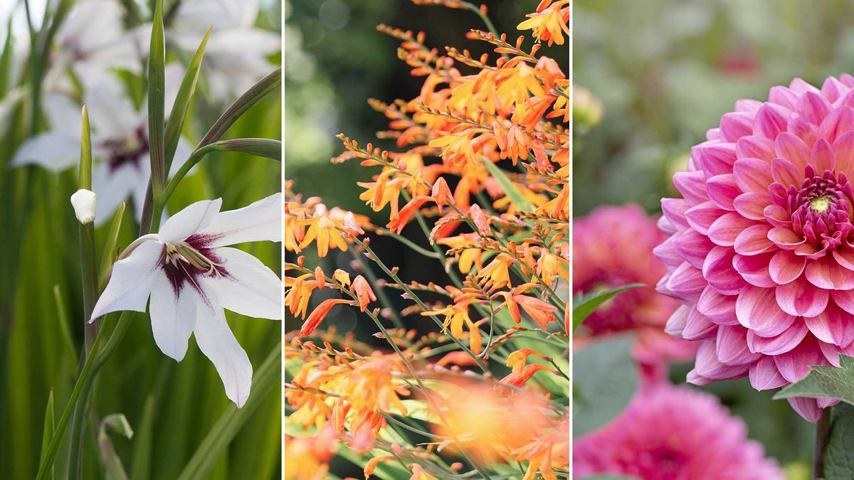 When to plant summer bulbs: gardening experts share advice | Woman & Home
