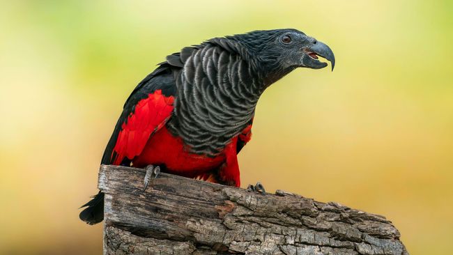 Dracula parrot: The goth bird whose piercing screams echo through New ...