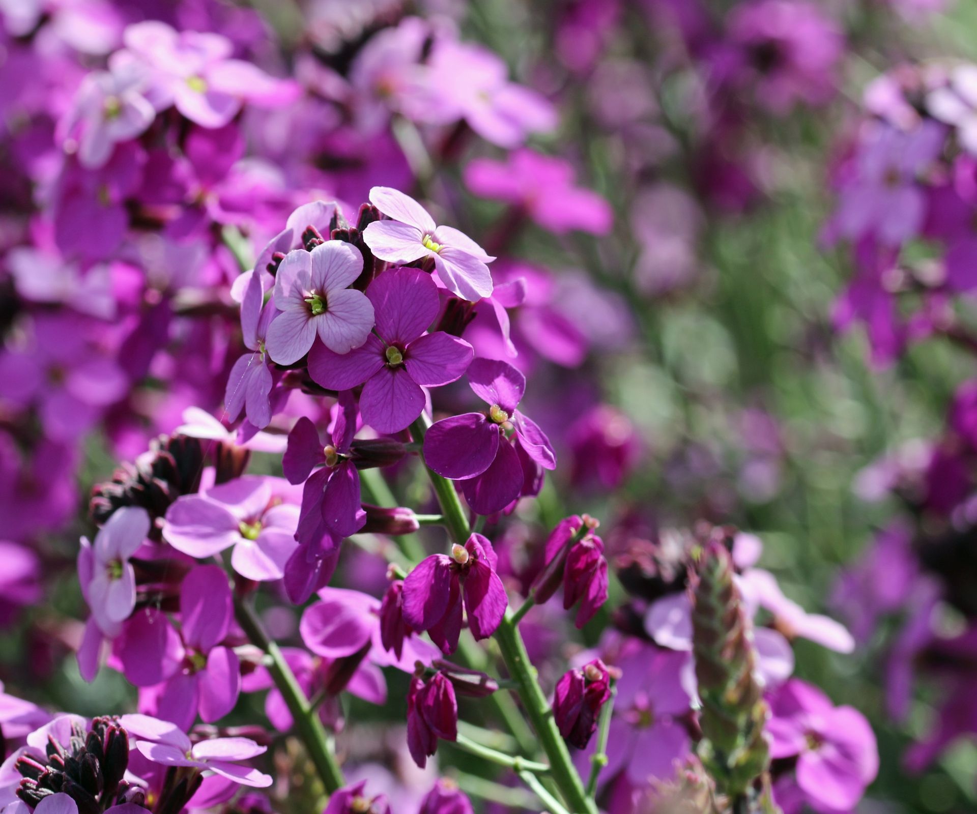 Underrated plants: 9 unsung garden stars we all should grow | Homes and ...