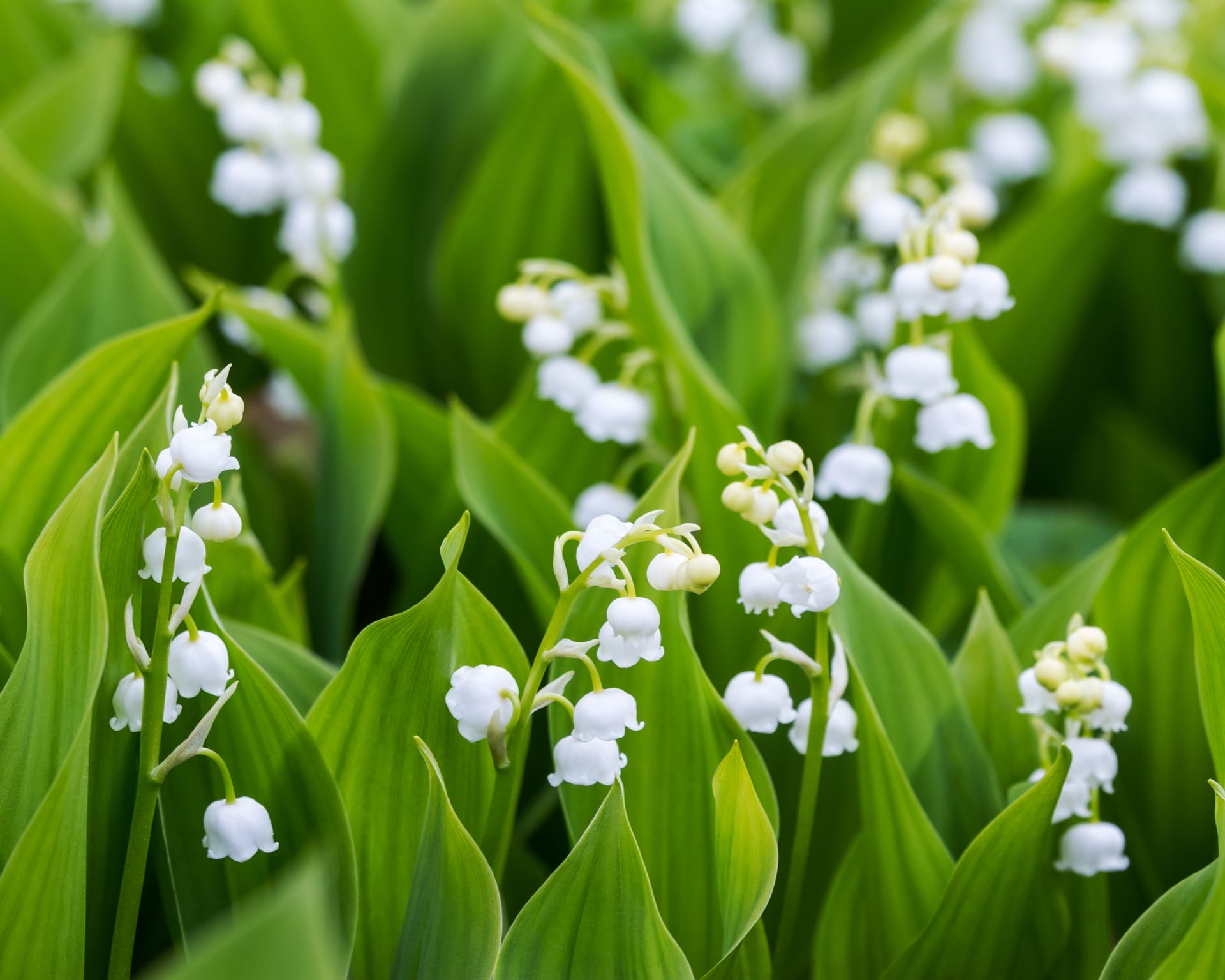 How To Grow Lily Of The Valley For Delicate Spring Blooms | Gardening ...