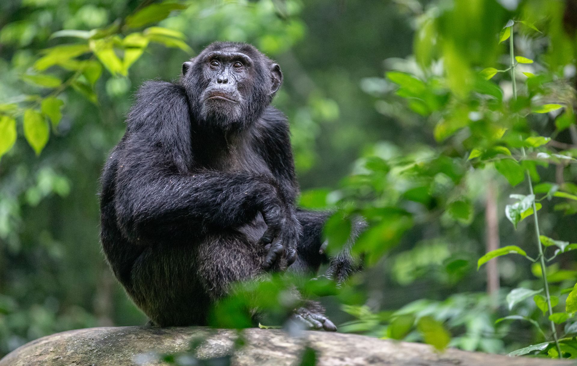 People stealing my favorite chimpanzee photo makes me furious – here’s ...