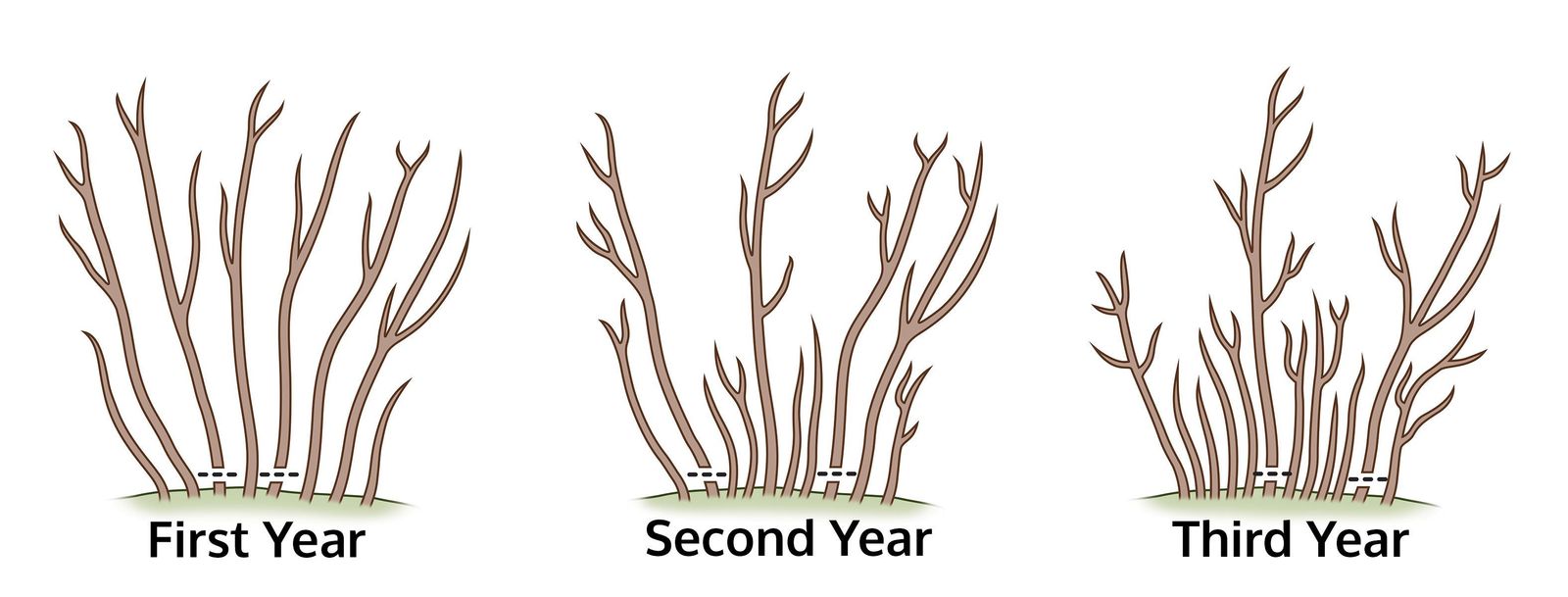 Pruning Plants - When And How To Hard Prune Plants | Gardening Know How