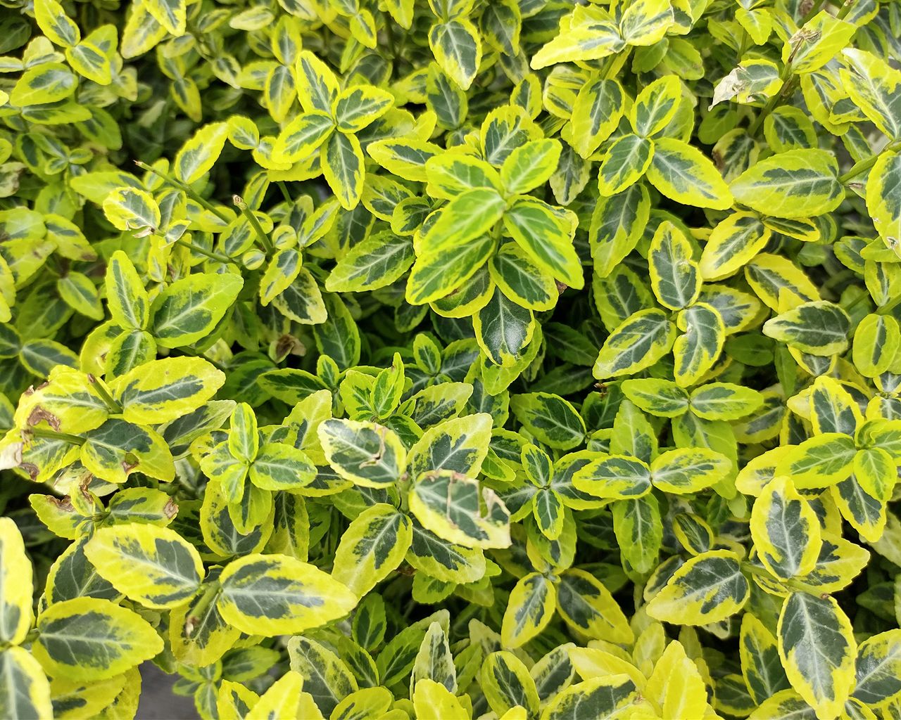 5 Invasive Ground Covers To Avoid & What To Grow Instead | Gardening ...